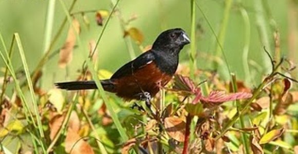 Curió - Sporophila angolensis