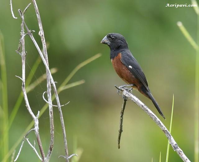 Curió - Sporophila angolensis
