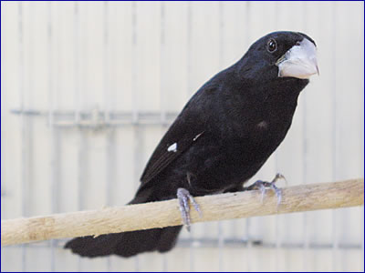 Bicudo - Sporophila maximiliani