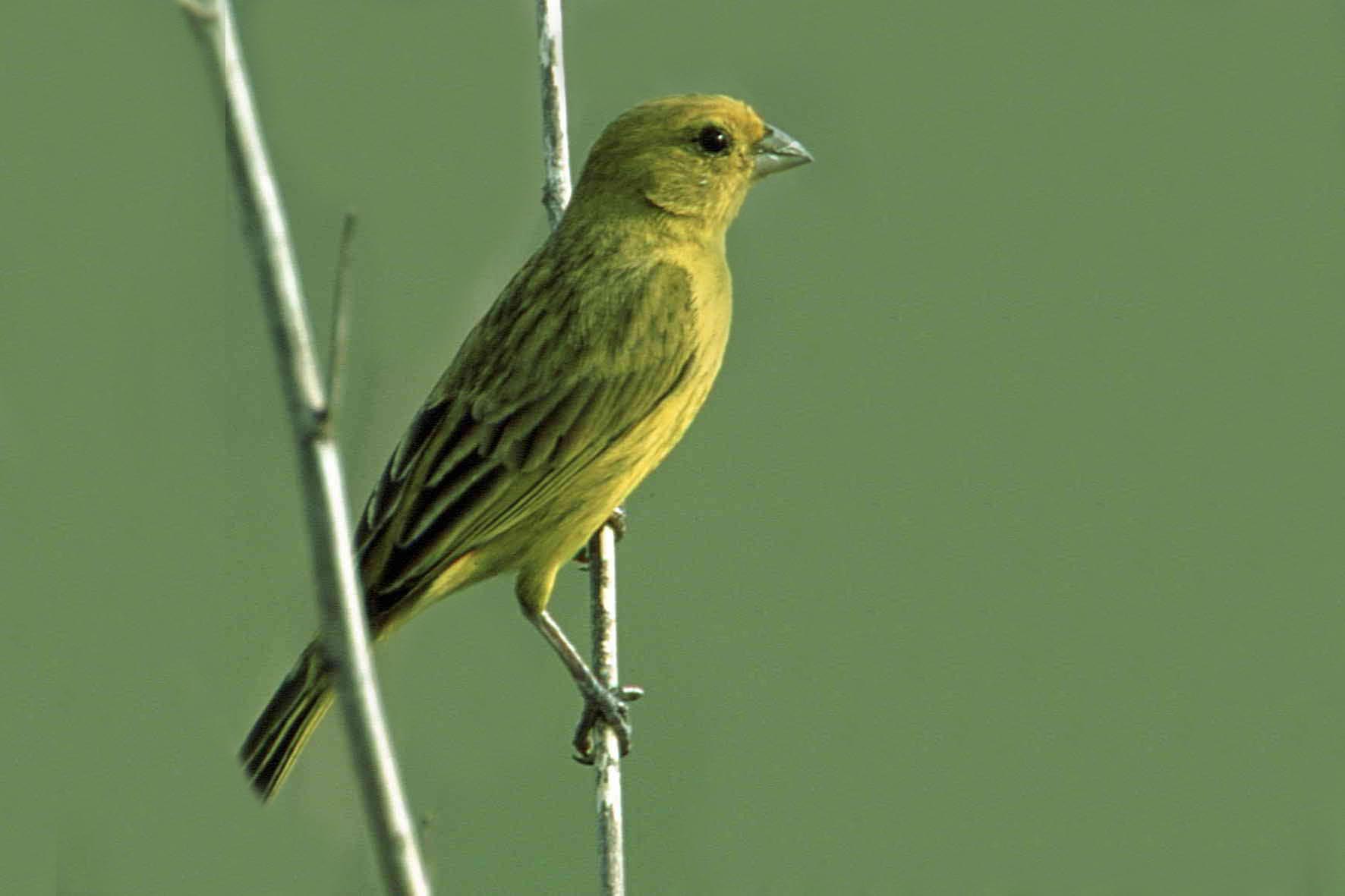 Canário - Sicalis flaveola brasiliensis